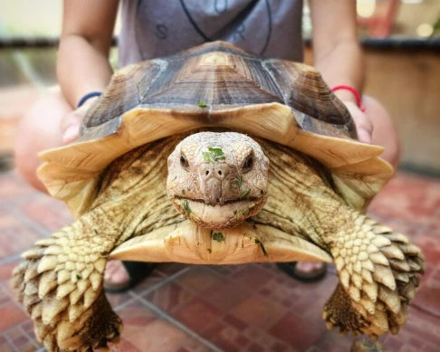 【Turtle technique in children: what it is and how to apply it】 – Kiddus